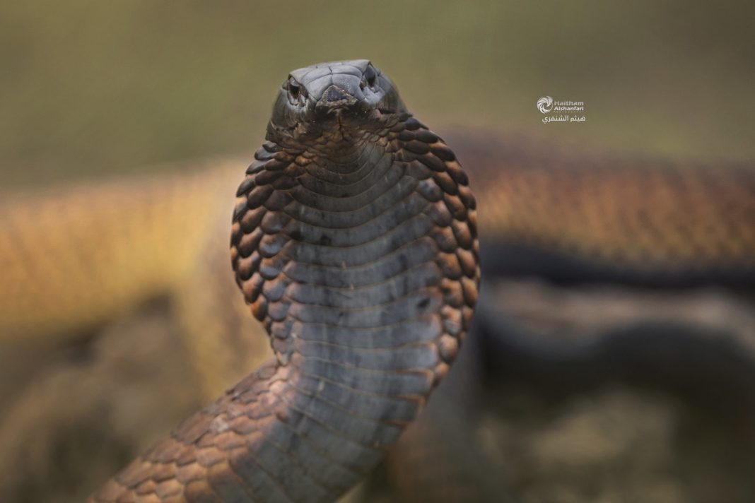 Rare Arabian Cobra Spotted in Taqah, Dhofar - Amazing Oman