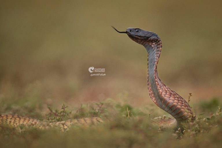 Rare Arabian Cobra Spotted in Taqah, Dhofar - Amazing Oman