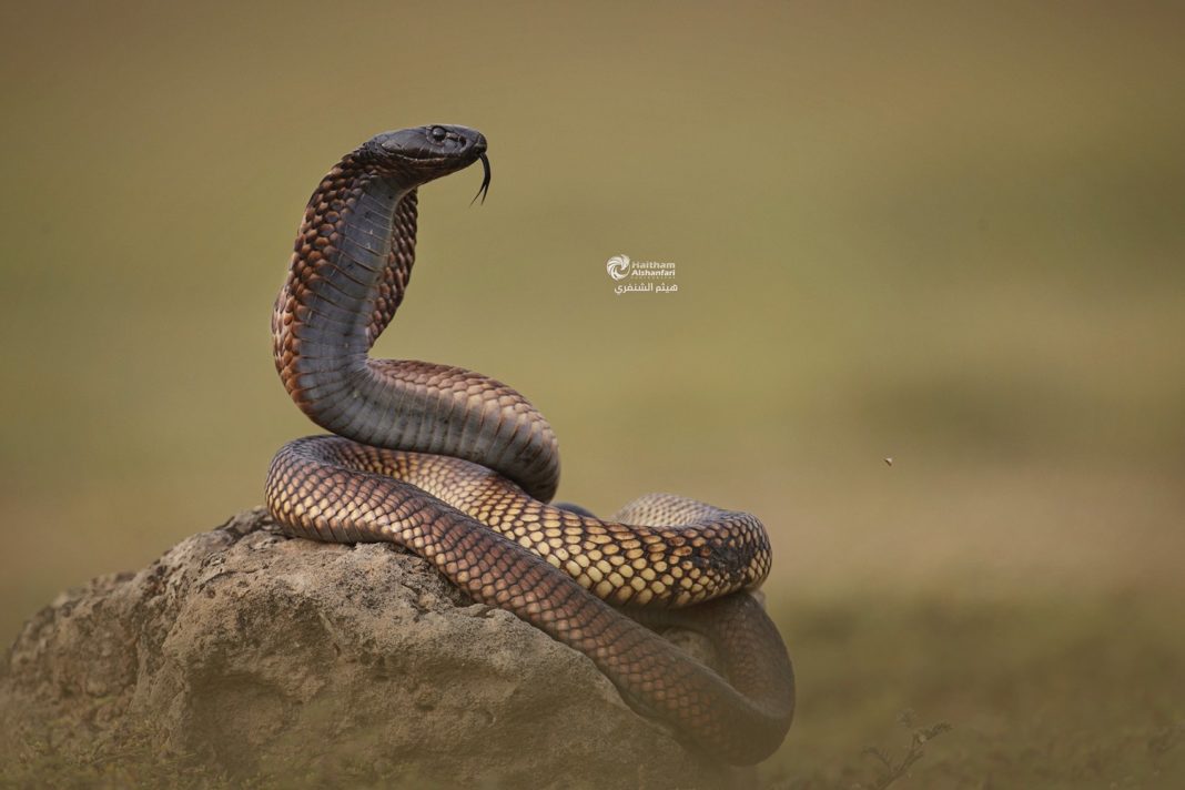 Rare Arabian Cobra Spotted in Taqah, Dhofar - Amazing Oman